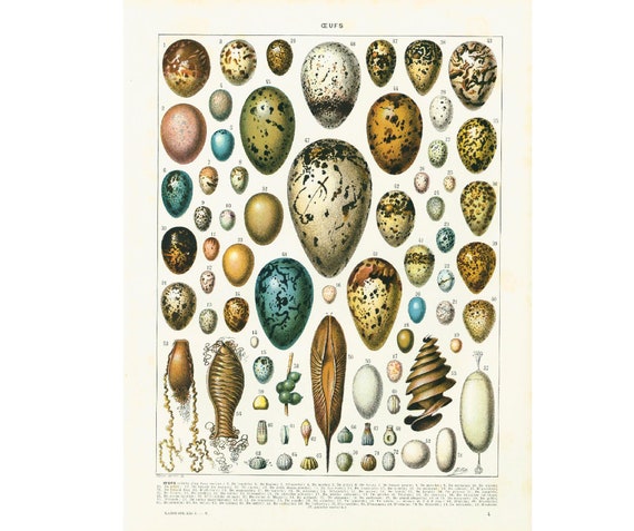 Identifying Bird Eggs Chart