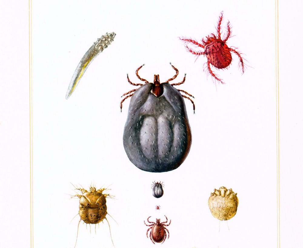 1960 Mites Ticks Identification Chart Print. Illustration. Parasite ...