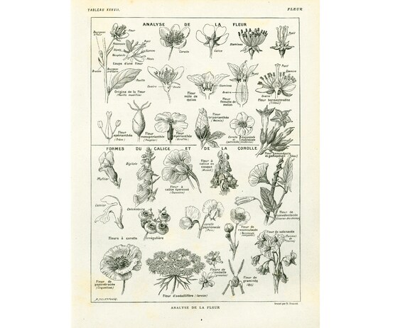Struttura Della Pianta Da Fiore