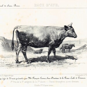 1858 Shorthorns Cows Bull. Antique Cow Breeds Print. Cattle Farming ...