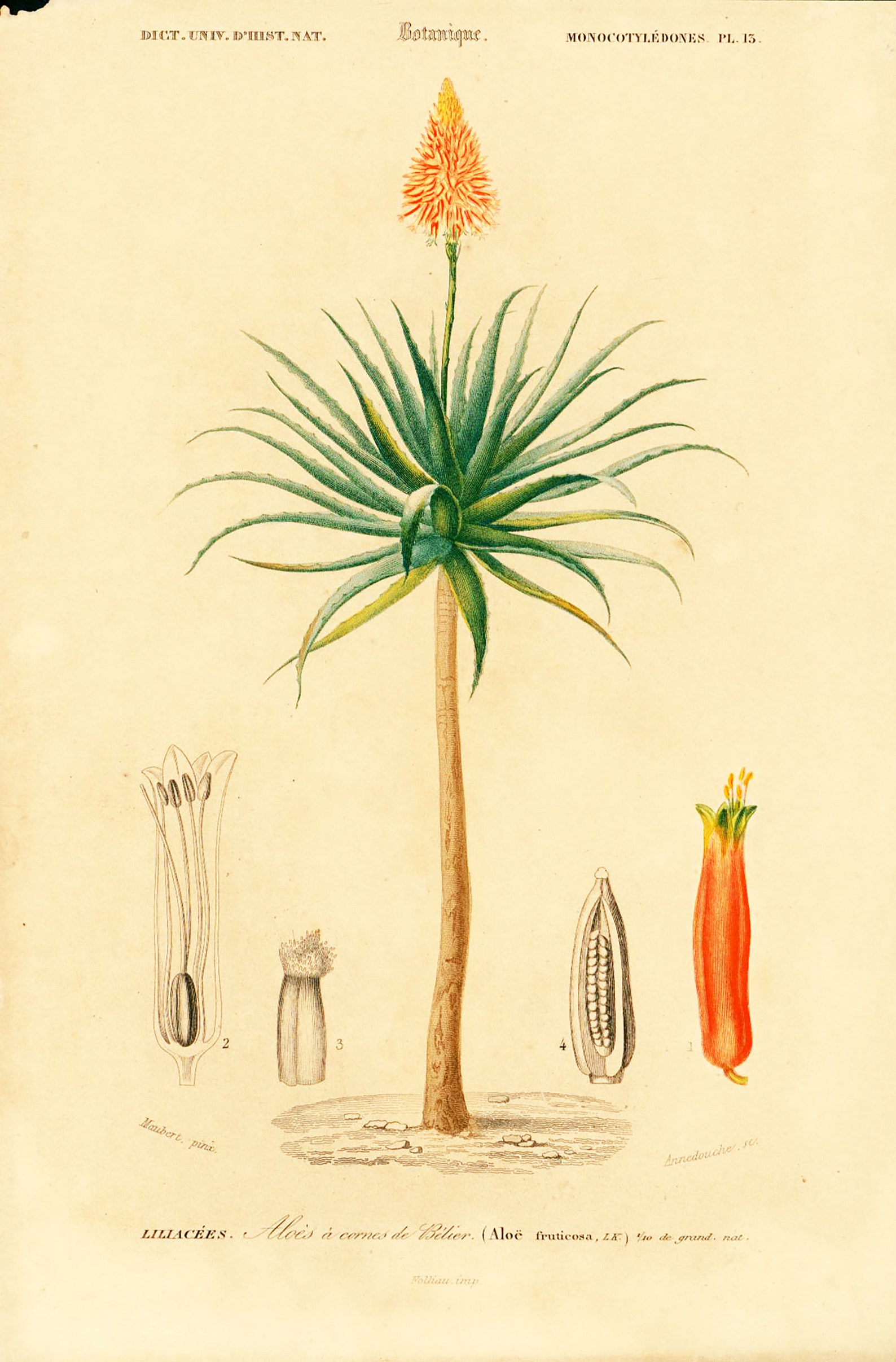 1861 Aloe Arborescens Antique Engraving Antique Print Botany - Etsy