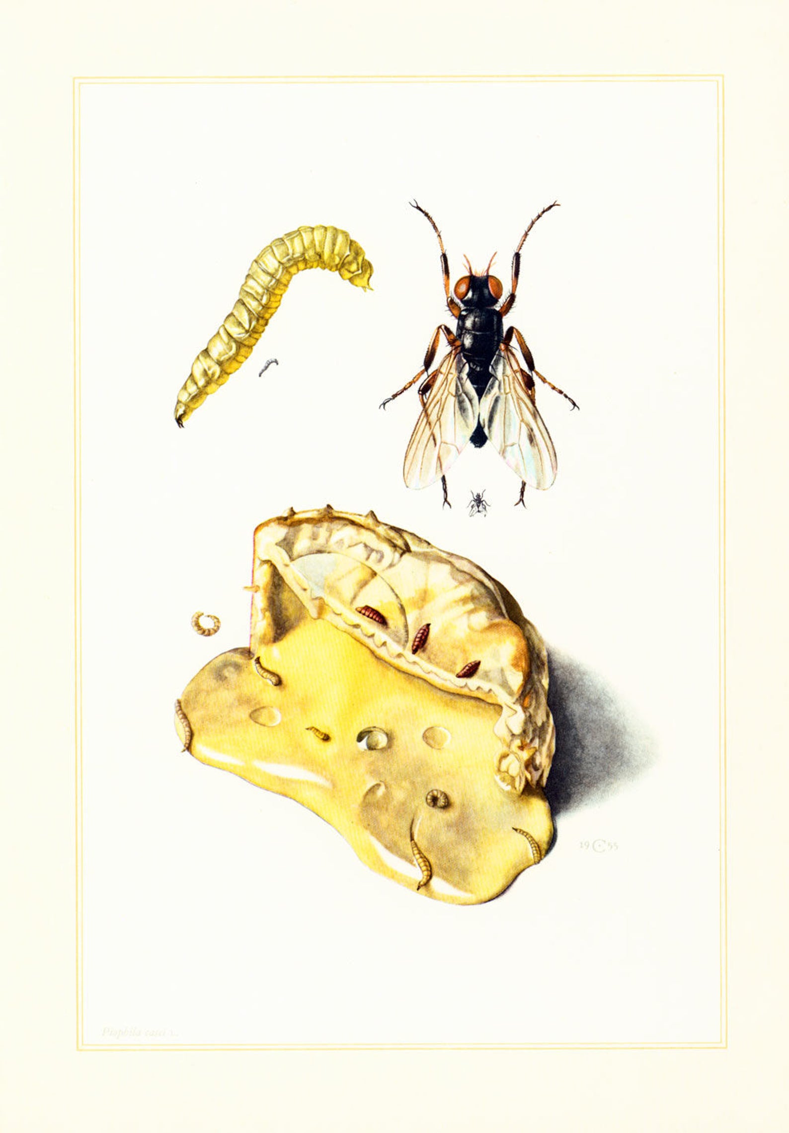 1960 Vintage Cheese Fly Print. Fly Illustration. Piophila Casei. Insect ...