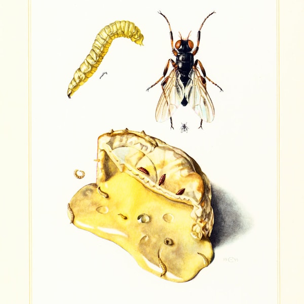 Entomology - Etsy