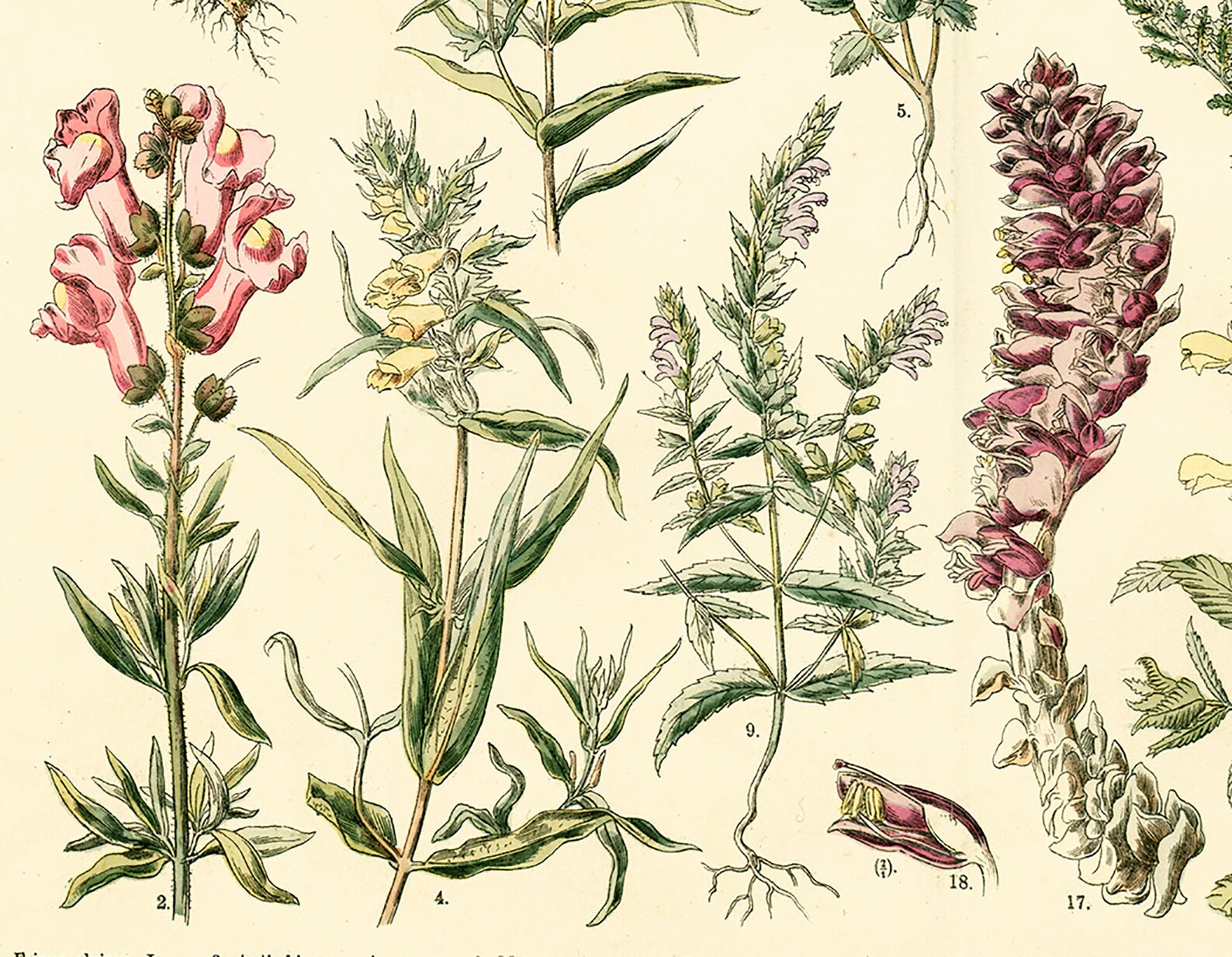 1885 Scrophulariaceae Figwort Family Chart Melampyrum Pedicularis ...