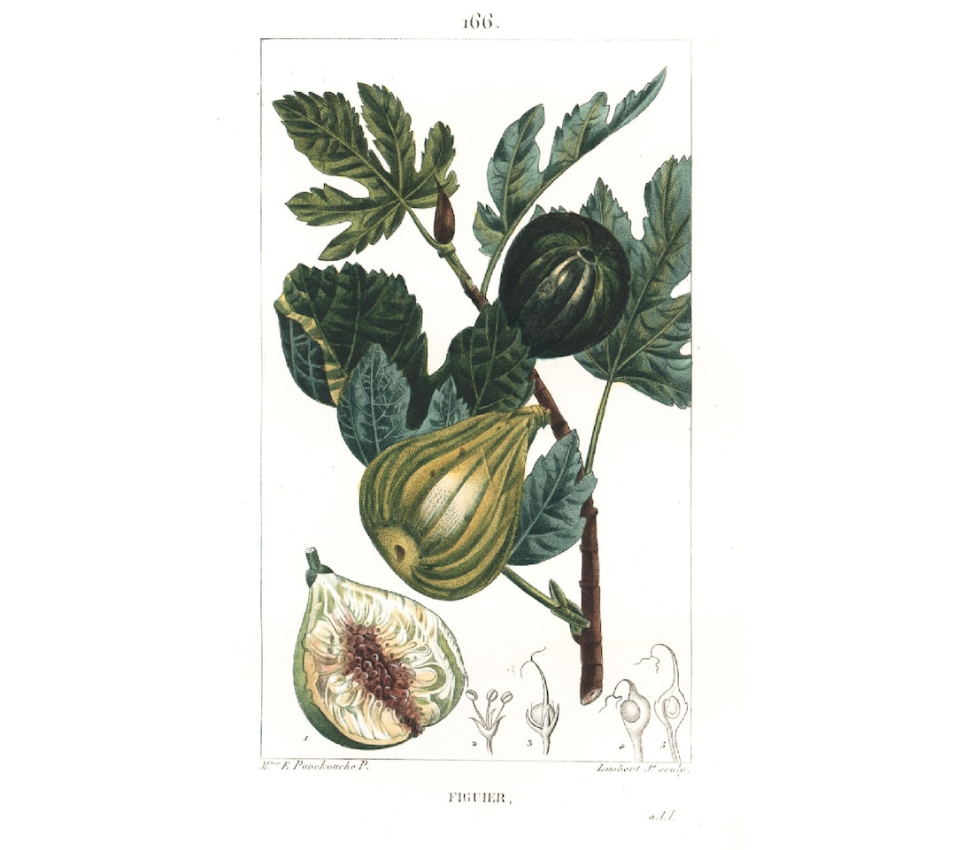 1831 Common Fig Ficus Carica Antique Print Leaf Fruit Tree Plant ...
