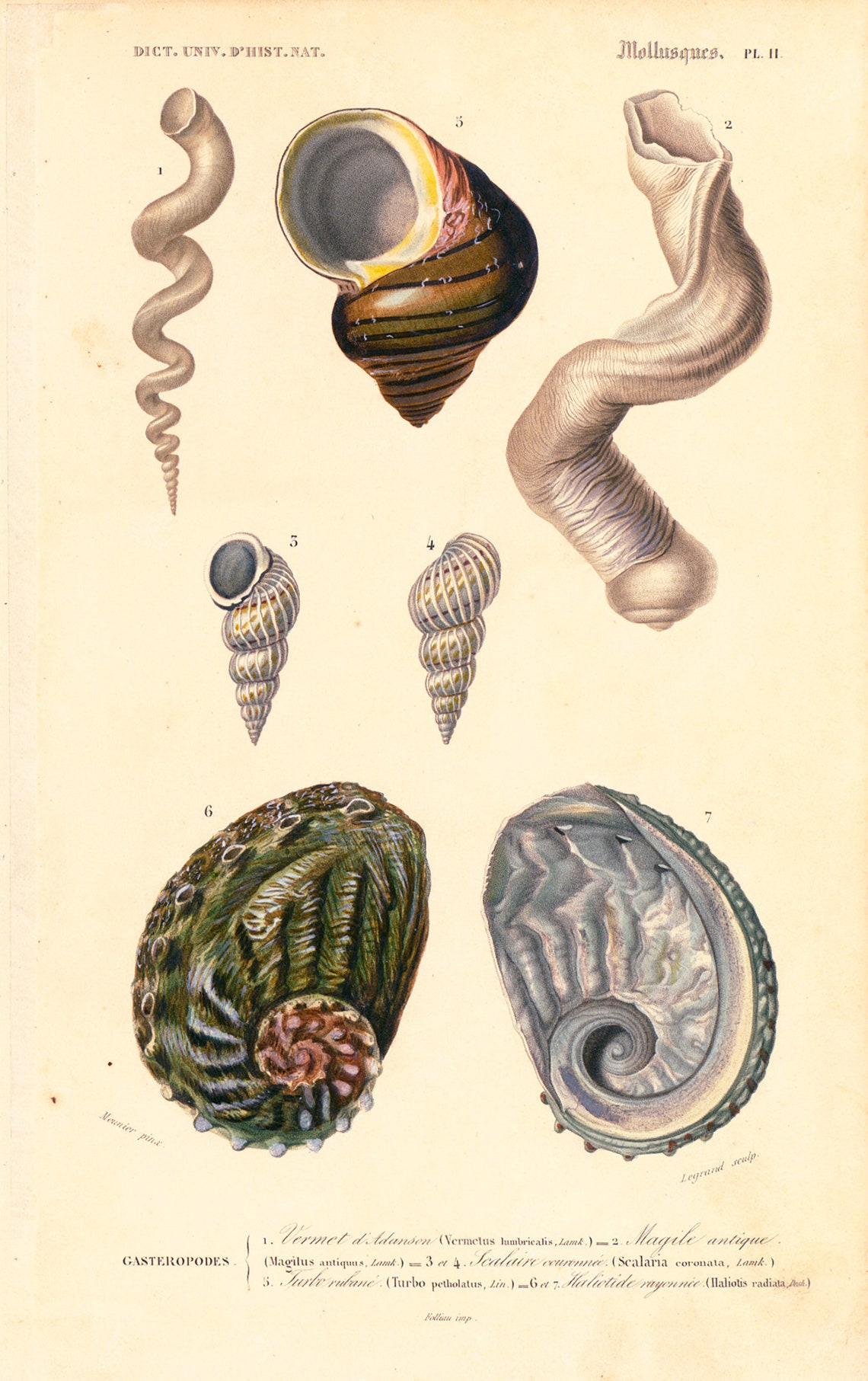 1861 Oreilles de mer Orbigny Planche Originale Ormeau Vermet | Etsy France