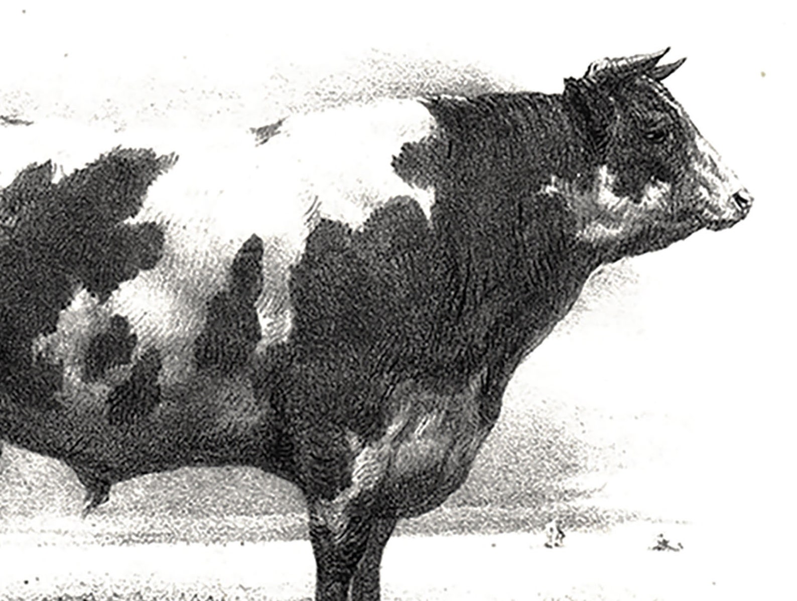 1853 Durham Bull Antique Cow Breeds Print Taurine Beef Cattle Farming ...
