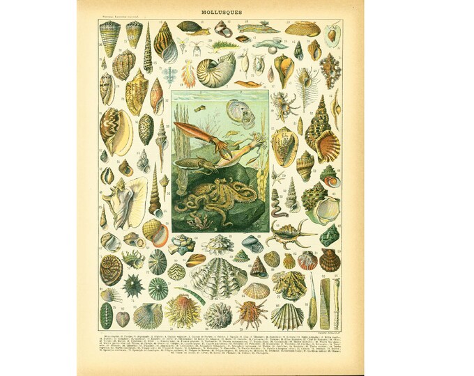 1897 Shellfish Large Size Antique Print, Molluscs, Larousse 115 Years ...