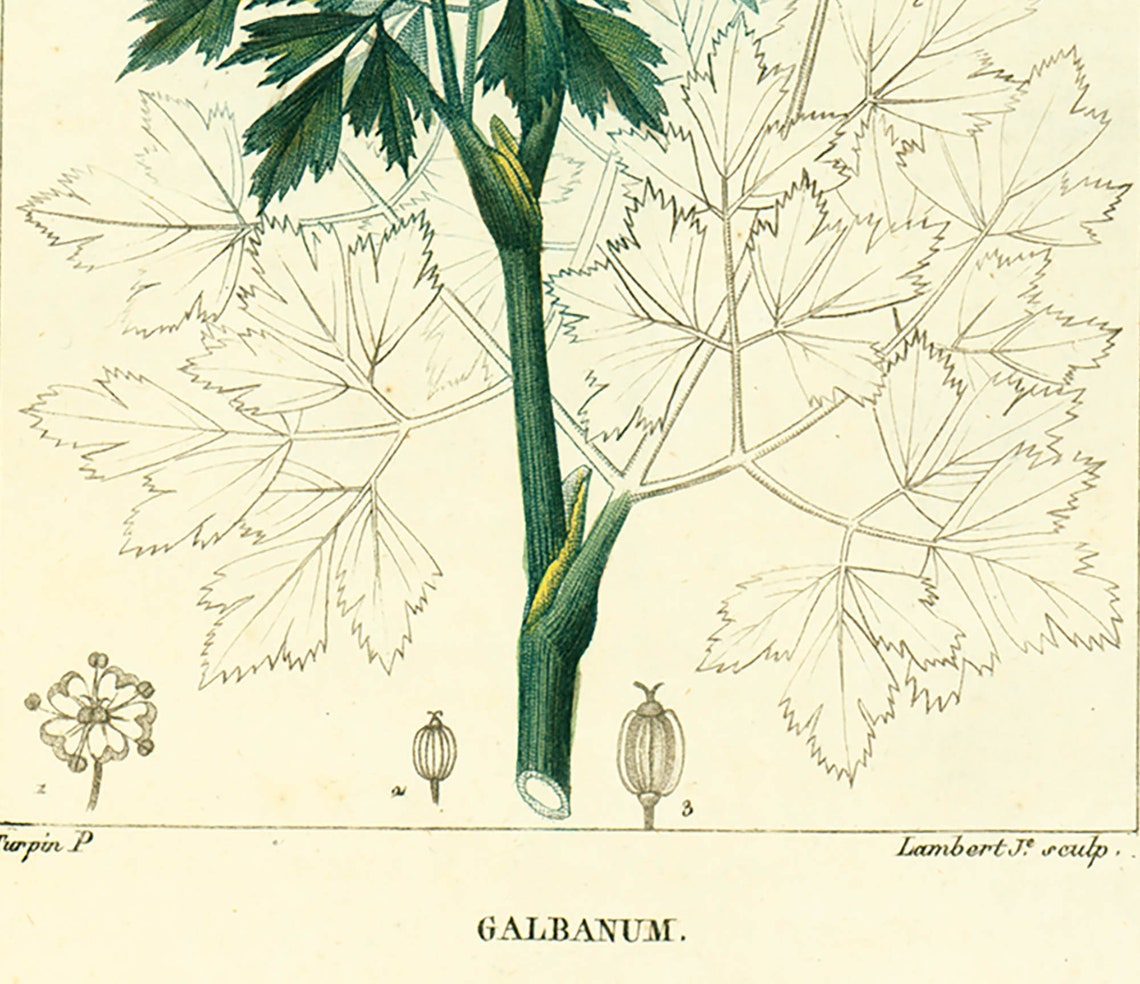 1814 Antique Galbanum Plant Botanical Medicinal Plant Perfumery Resins ...