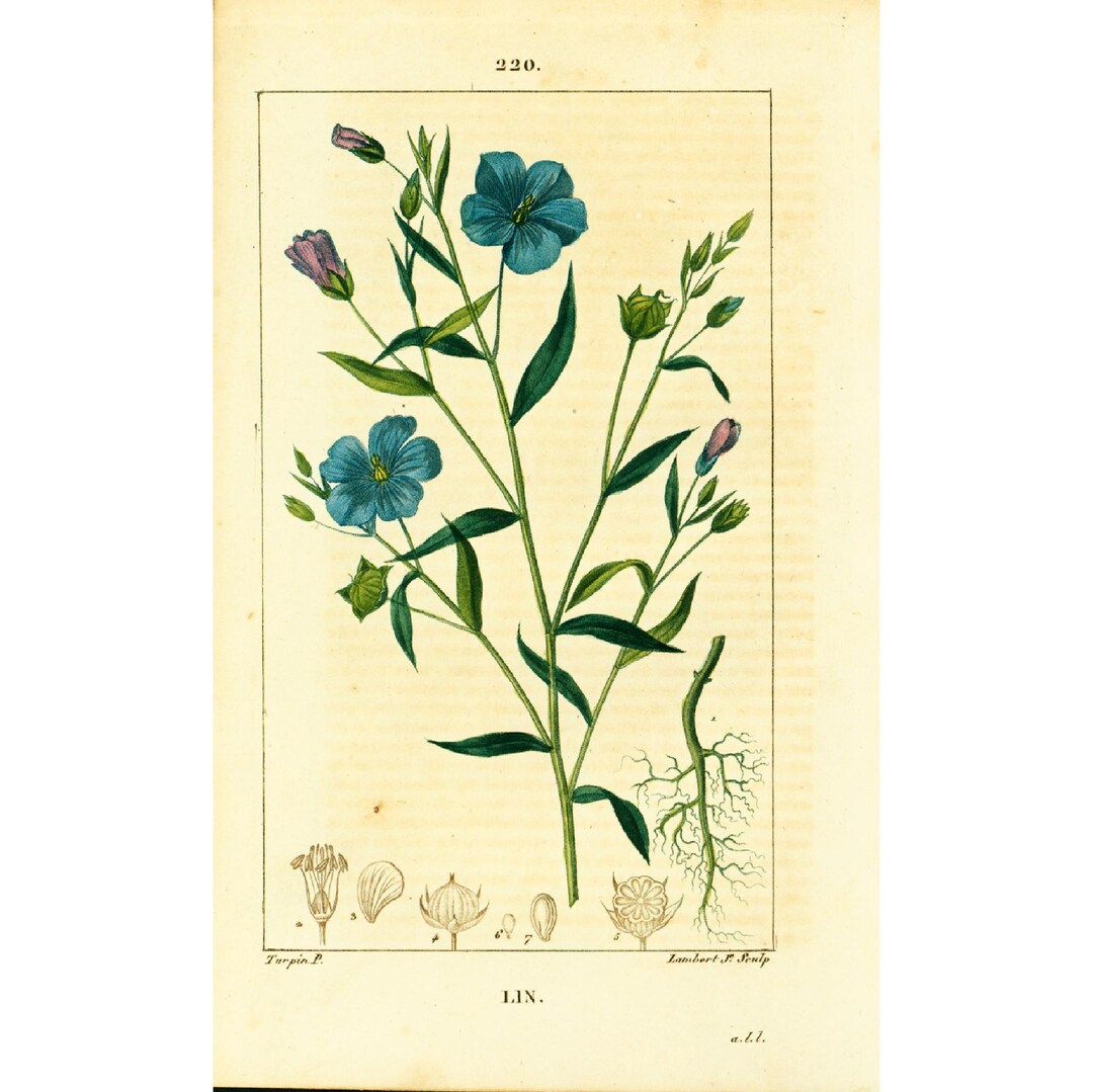 1814 Antique Flax Print Plant Natural History Botanical Botany Wall Art ...