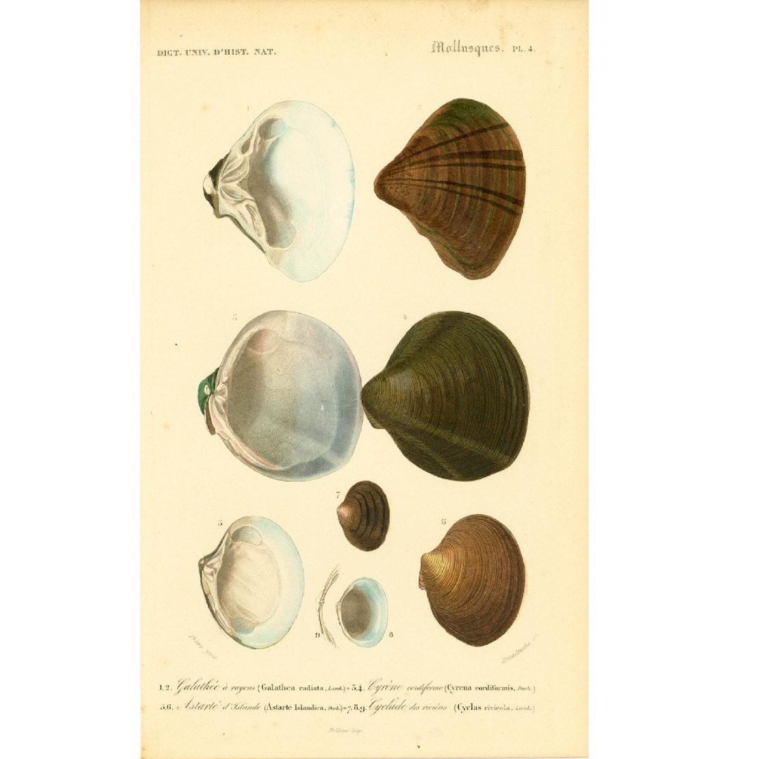 1861 Antique Shell Print, Original Marine Bivalve Lithograph, Common ...