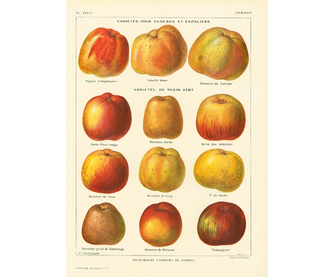 1922 Antique Apple Print, Apple Wall Art Vintage Lithograph Fruit Decor ...