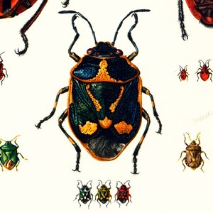 1960 Vintage Black and Red Bug Print. Bugs Illustrations. Insect Print ...
