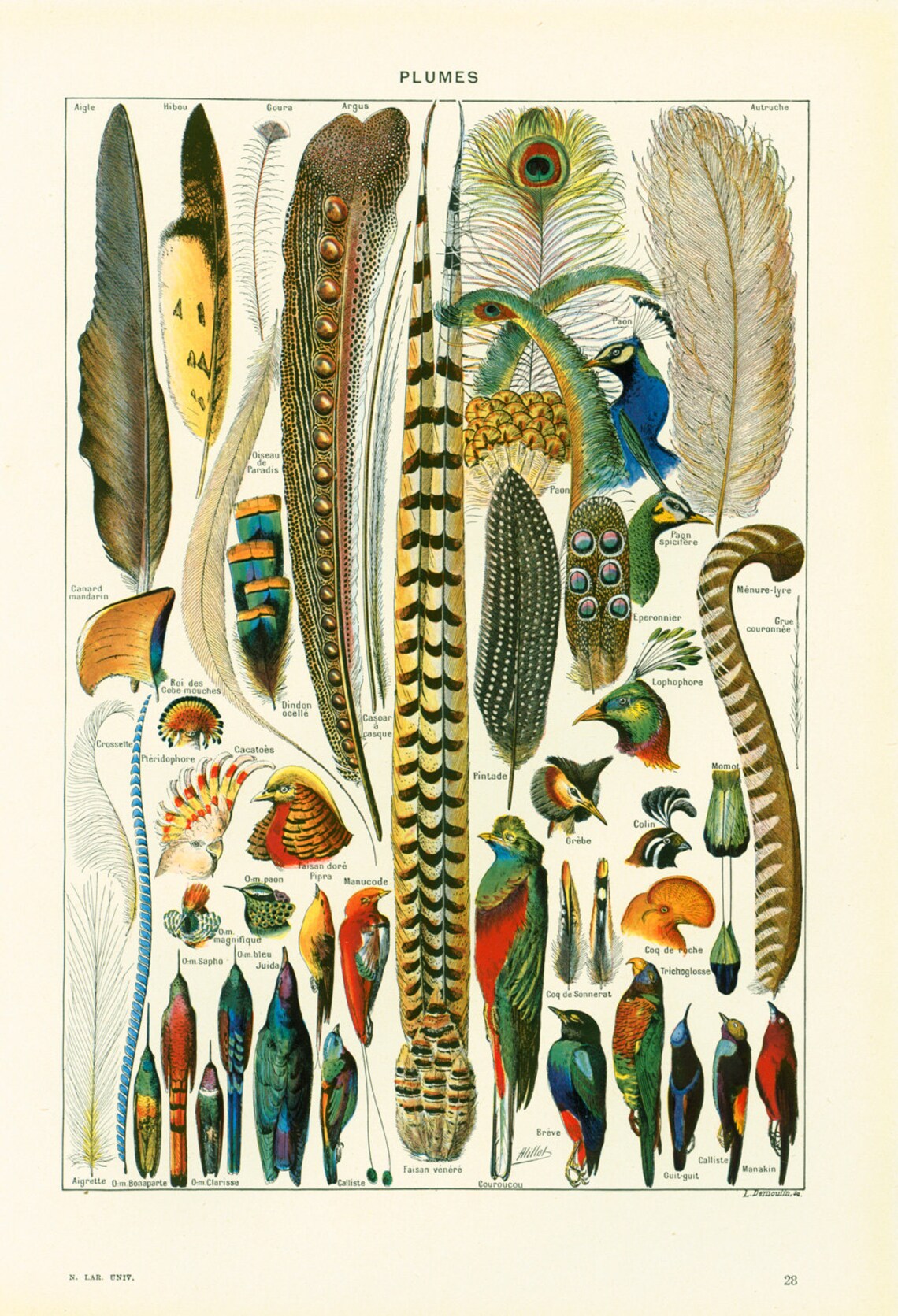 1930 Antique Feather Print. Original Colored Illustration - Etsy