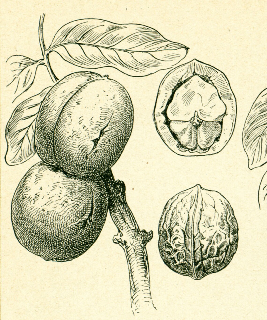1922 Antique Walnut Print Vintage Botanical Print Larousse - Etsy