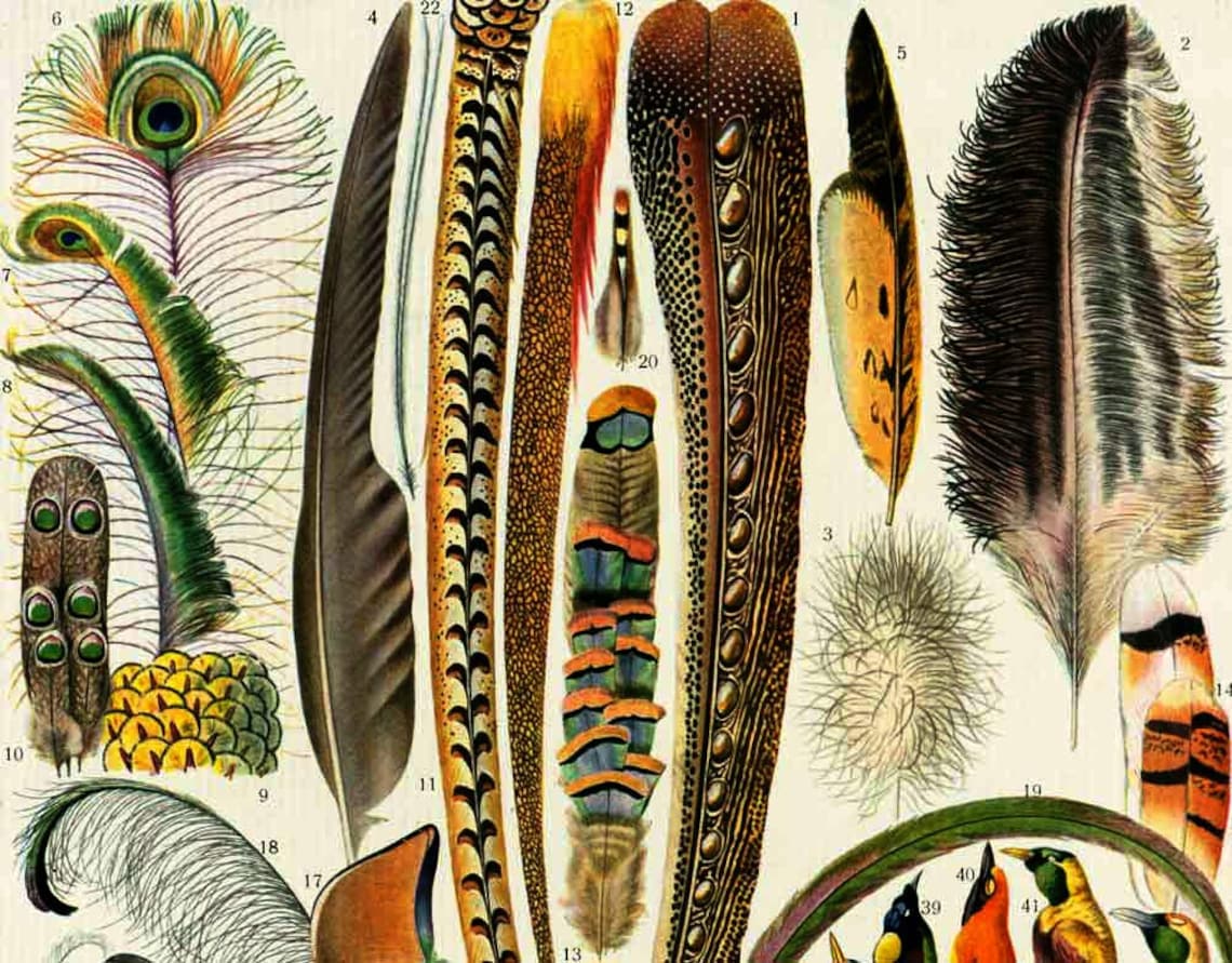 1933 Large Antique Feather Print. Original Color Lithograh. | Etsy