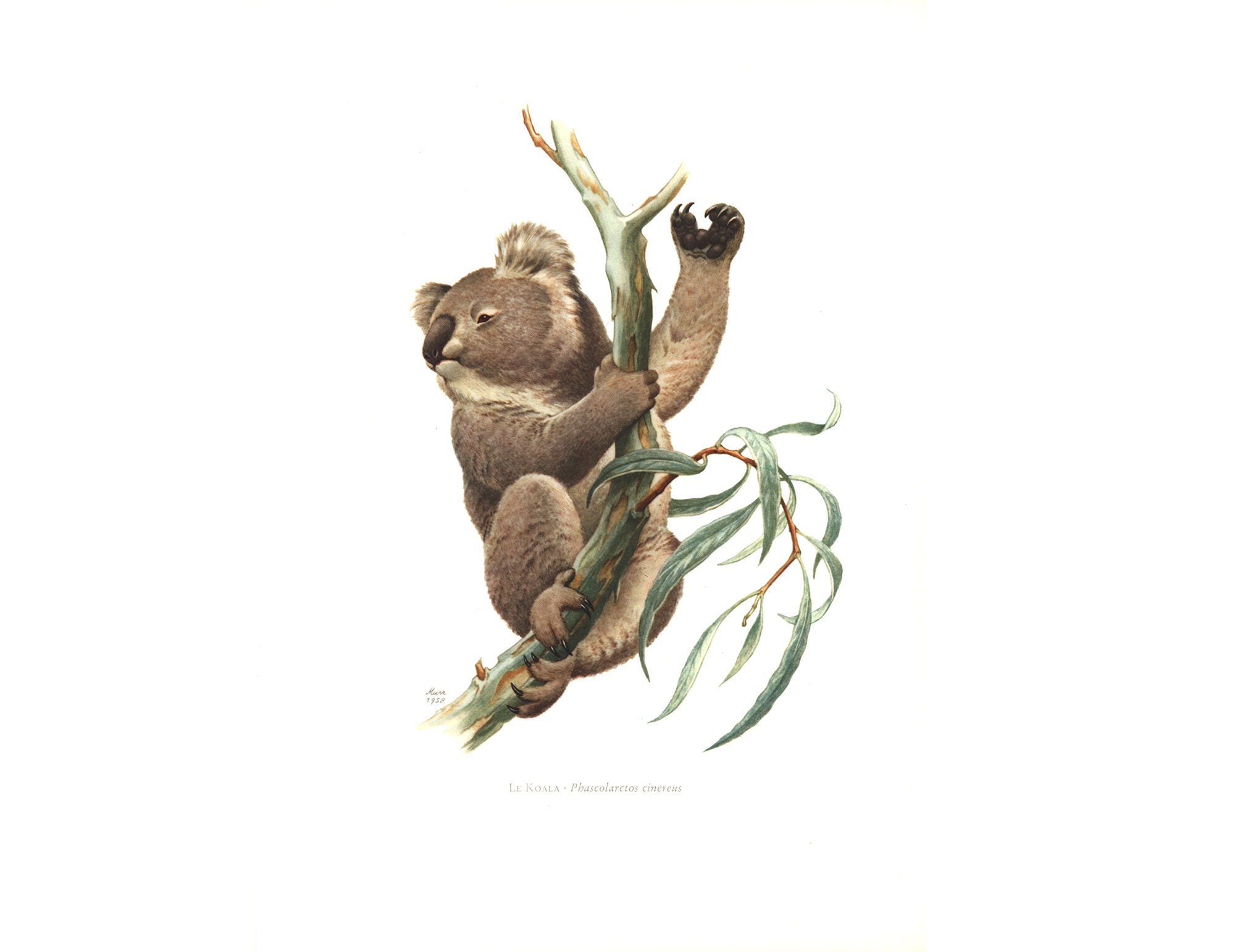 1974 Koala Vintage Illustration, Australian Fauna, Koala Art Print ...