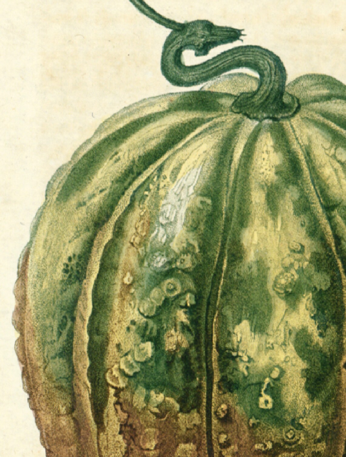 1814 Pumpkin Cucurbita Pepo Antique Print, Fruit Vegetable Plant ...