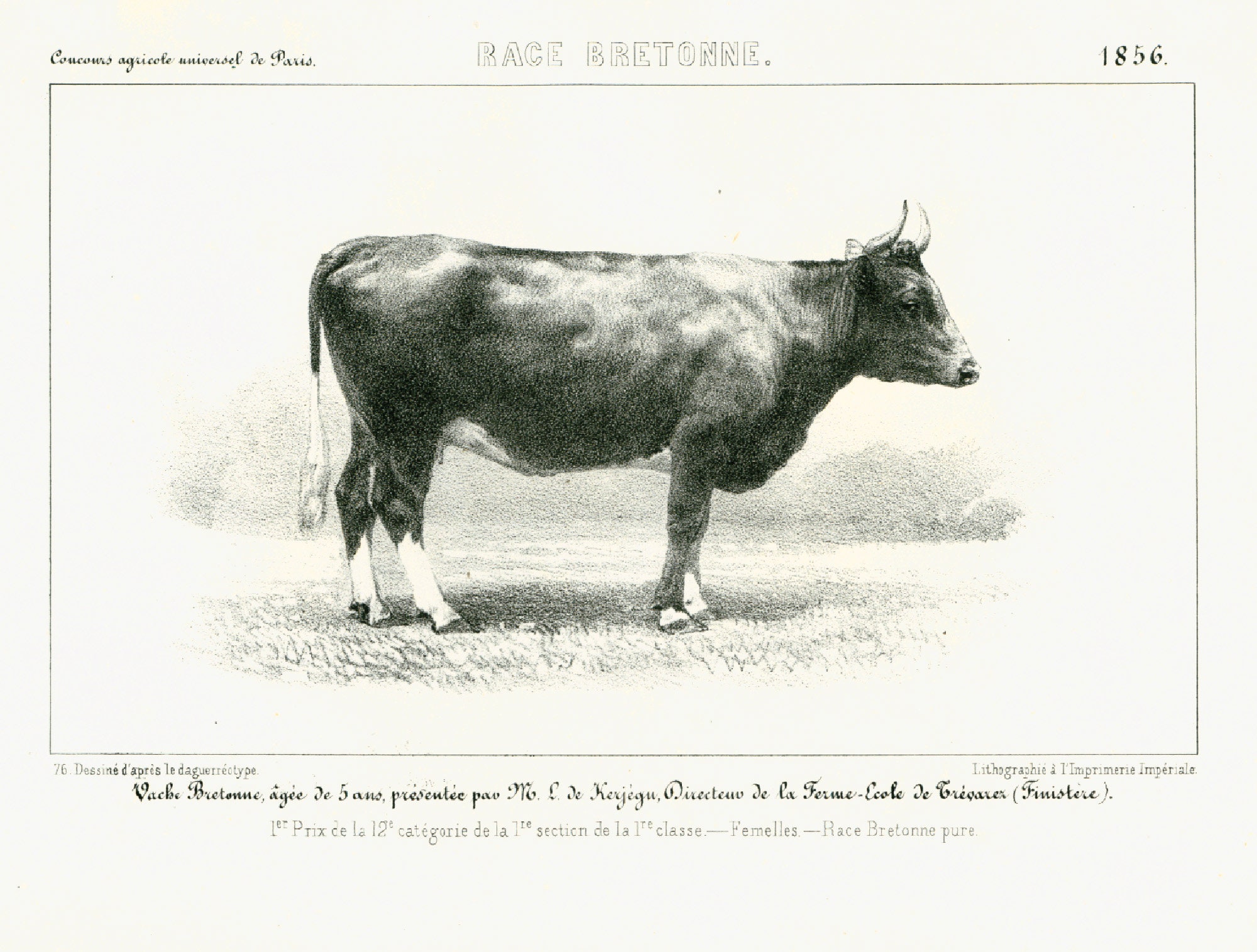 Cattle Identification Chart