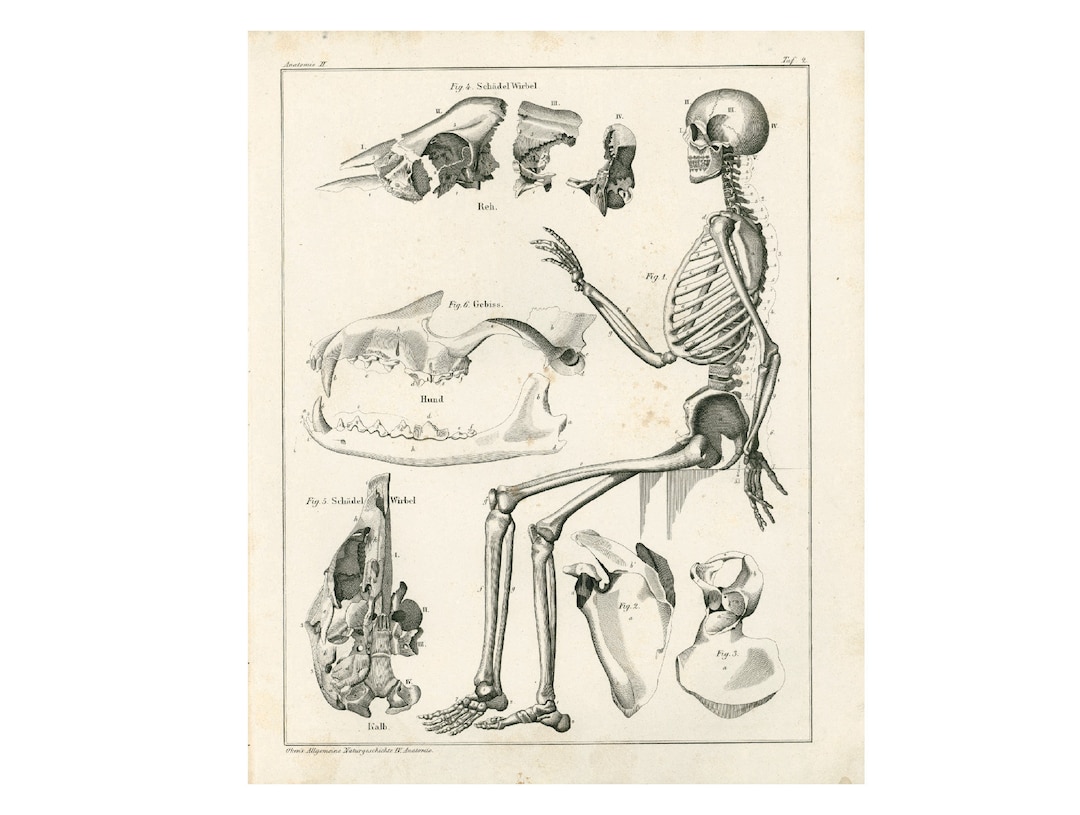 1933 Anatomy Human Body Parts, Human Skeleton Seated Position, Antique ...