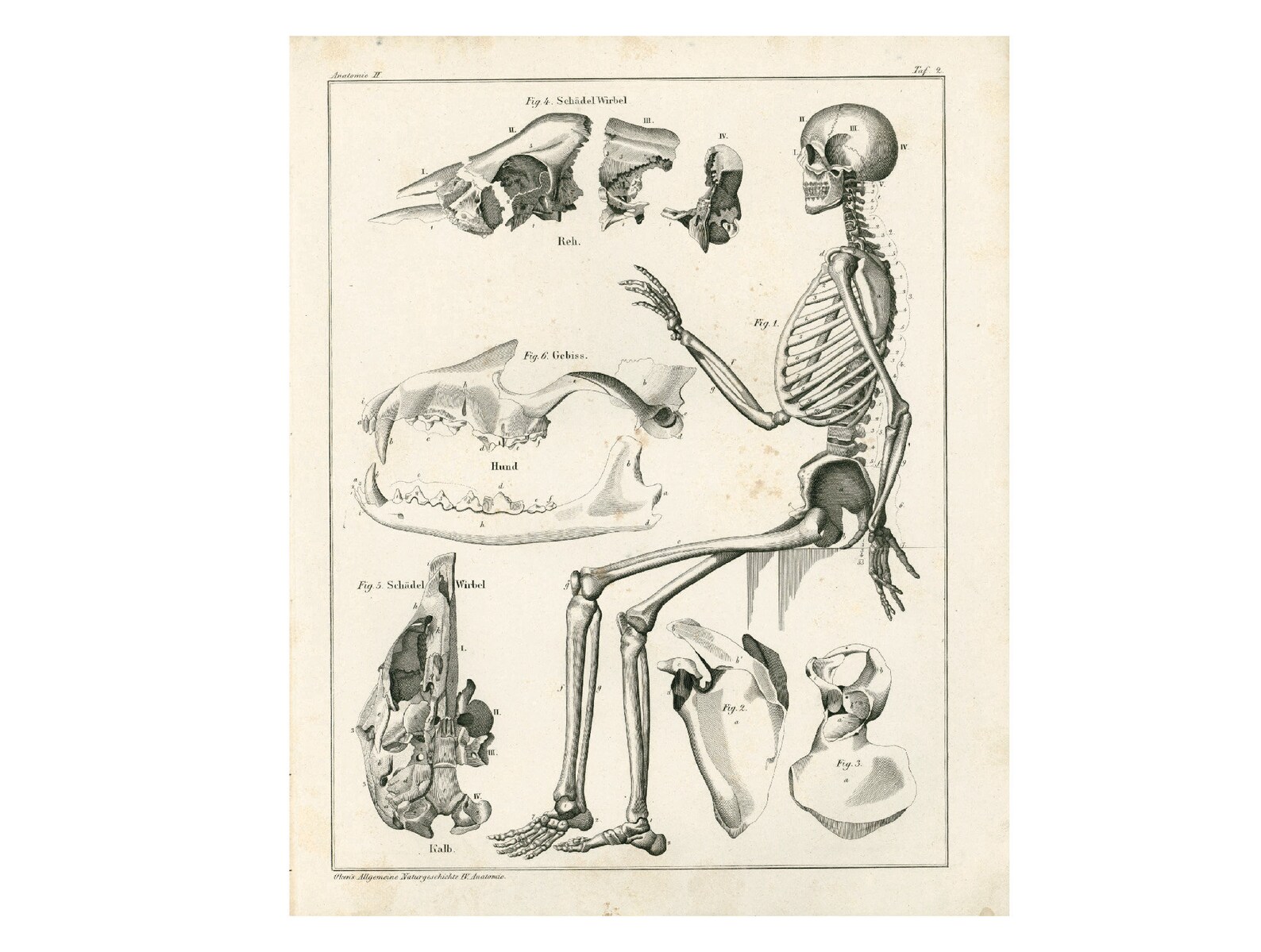 1933 Anatomy Human Body Parts, Human Skeleton Seated Position, Antique ...