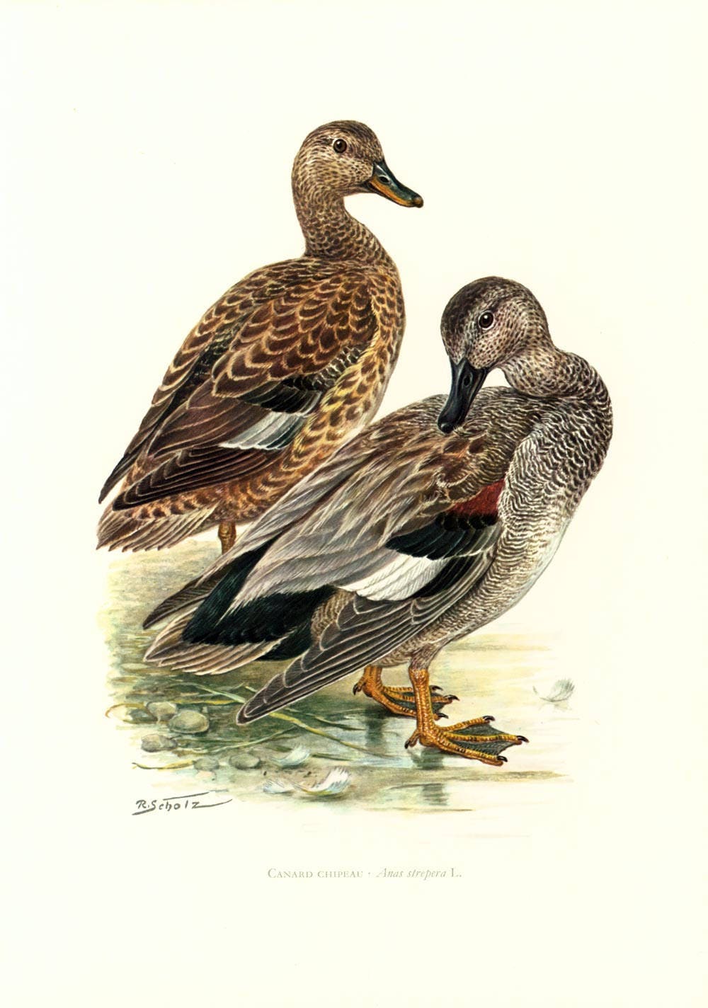 1969 Vintage Gadwall Dabbling Duck Print Duck Illustration - Etsy