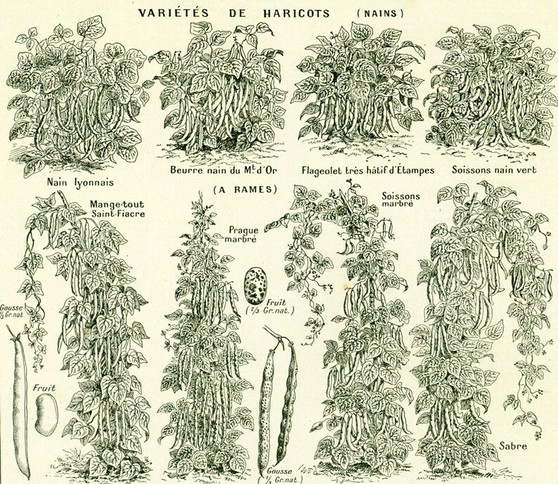 1922 Antique French Bean Identification Chart Vintage - Etsy