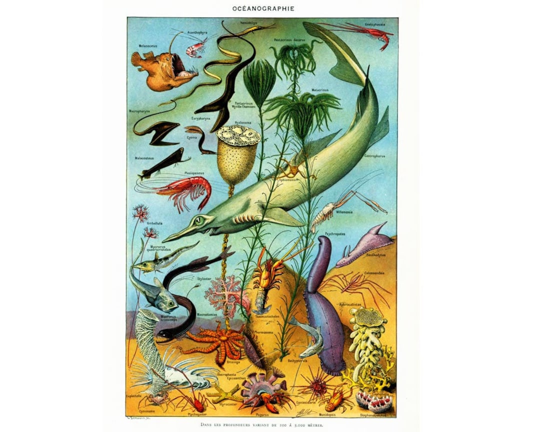 1930 Antique Fish Chart, Vintage Marine Biology Illustration, Larousse ...