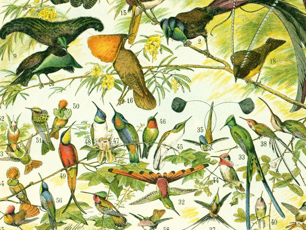 1897 Large Size Bird Antique Print Two Sides Printed French - Etsy