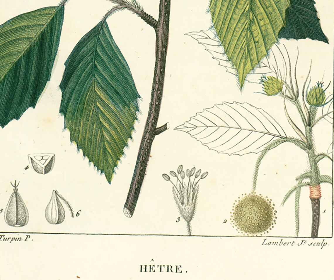 1814 Antique European Beech Leaf Tree Print Plant Natural History ...