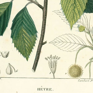 1814 Antique European Beech Leaf Tree Print Plant Natural History ...