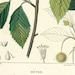 1814 Antique European Beech Leaf Tree Print Plant Natural History ...