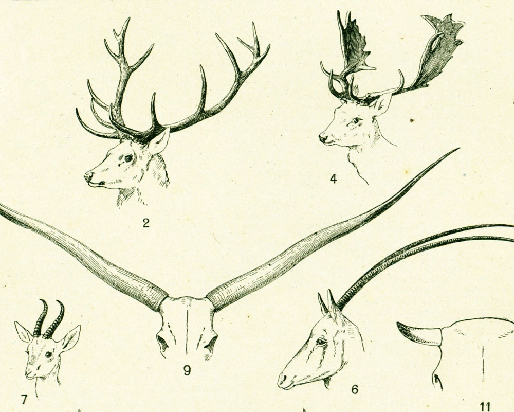 1922 Antique Horn Anatomy Print.animal Goat Deer. Veterinary - Etsy
