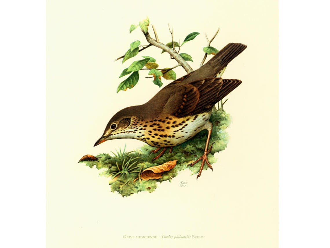 1969 Song Thrush Print. Vintage Thrush Bird Print - Etsy
