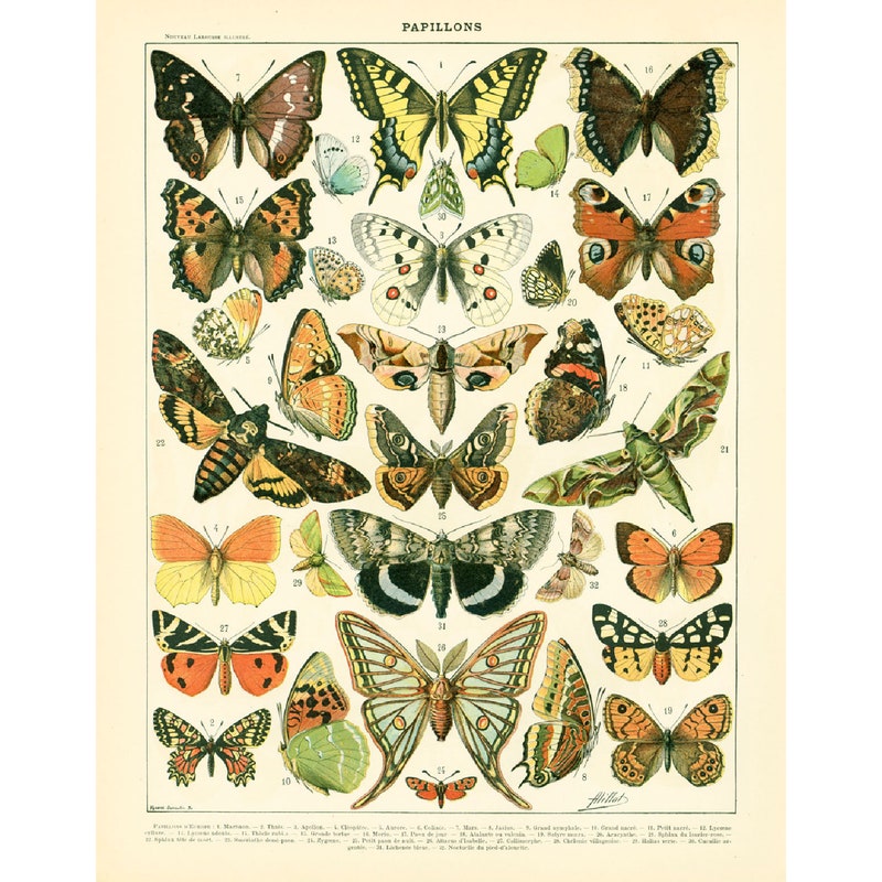 Vintage Entomology Print - Etsy
