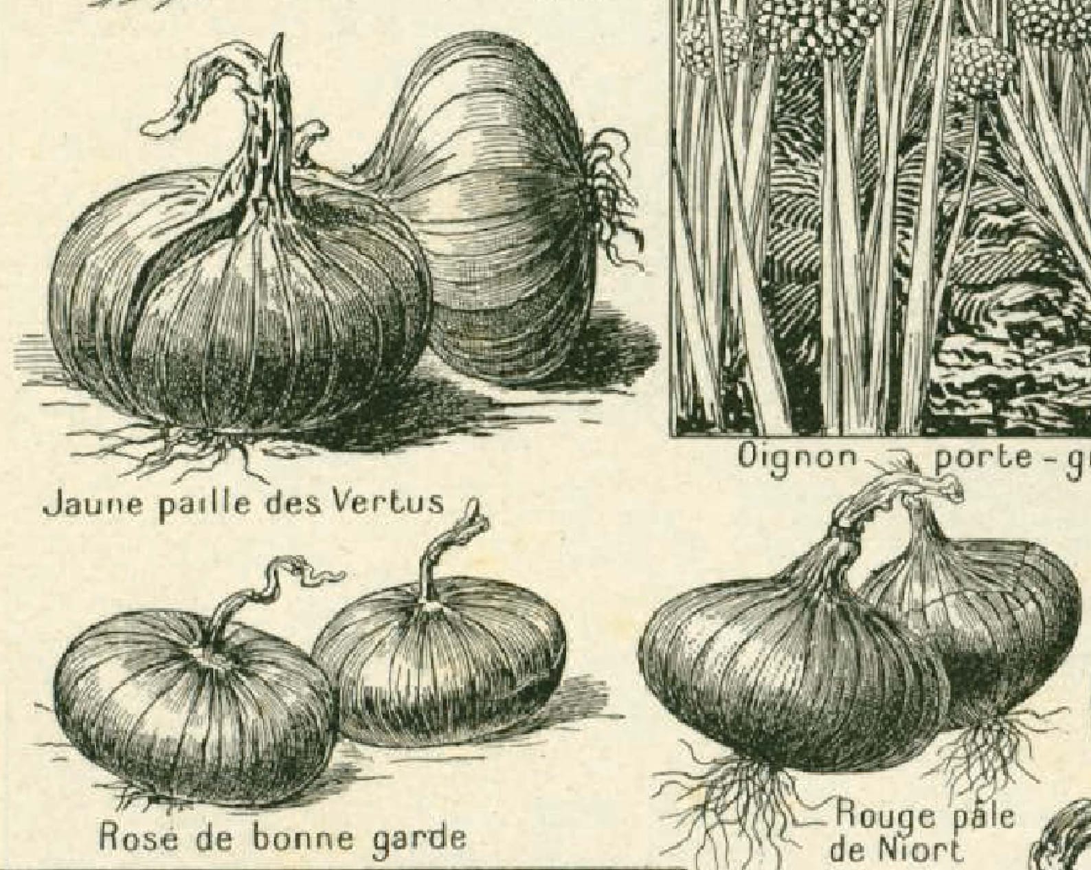 1922 Onion Chart Vintage Vegetable Print Antique Onion Print - Etsy Canada