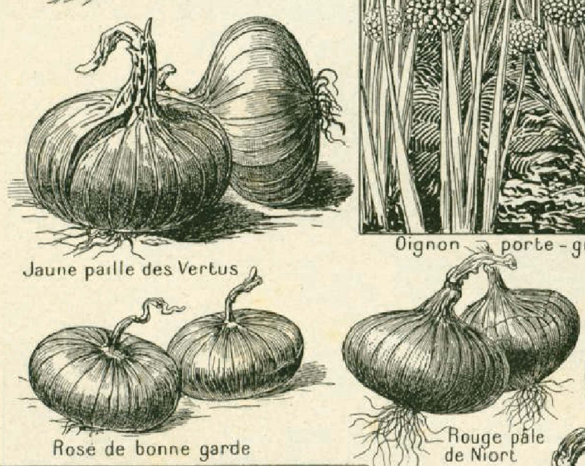 1922 Onion Chart Vintage Vegetable Print Antique Onion Print - Etsy Canada