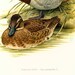 1969 Garganey Print, Wild Duck Print, Iridescent Feathers, Teal Print ...