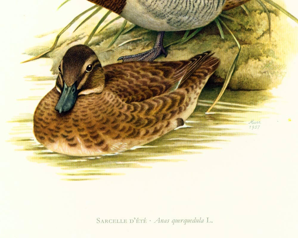 1969 Garganey Print, Wild Duck Print, Iridescent Feathers, Teal Print ...