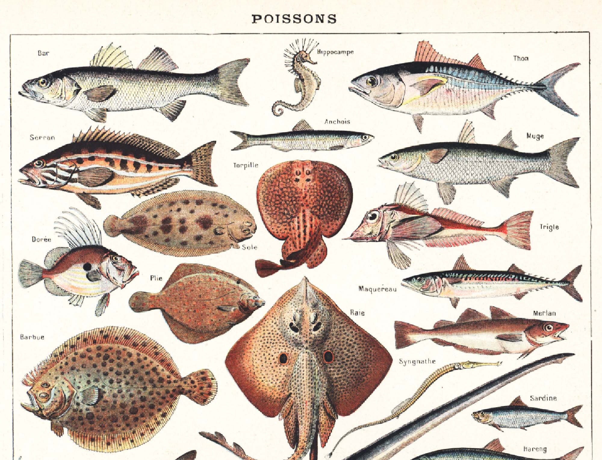 1930 Antique fish chart Ichtyology Identification 1930s print Fish ...