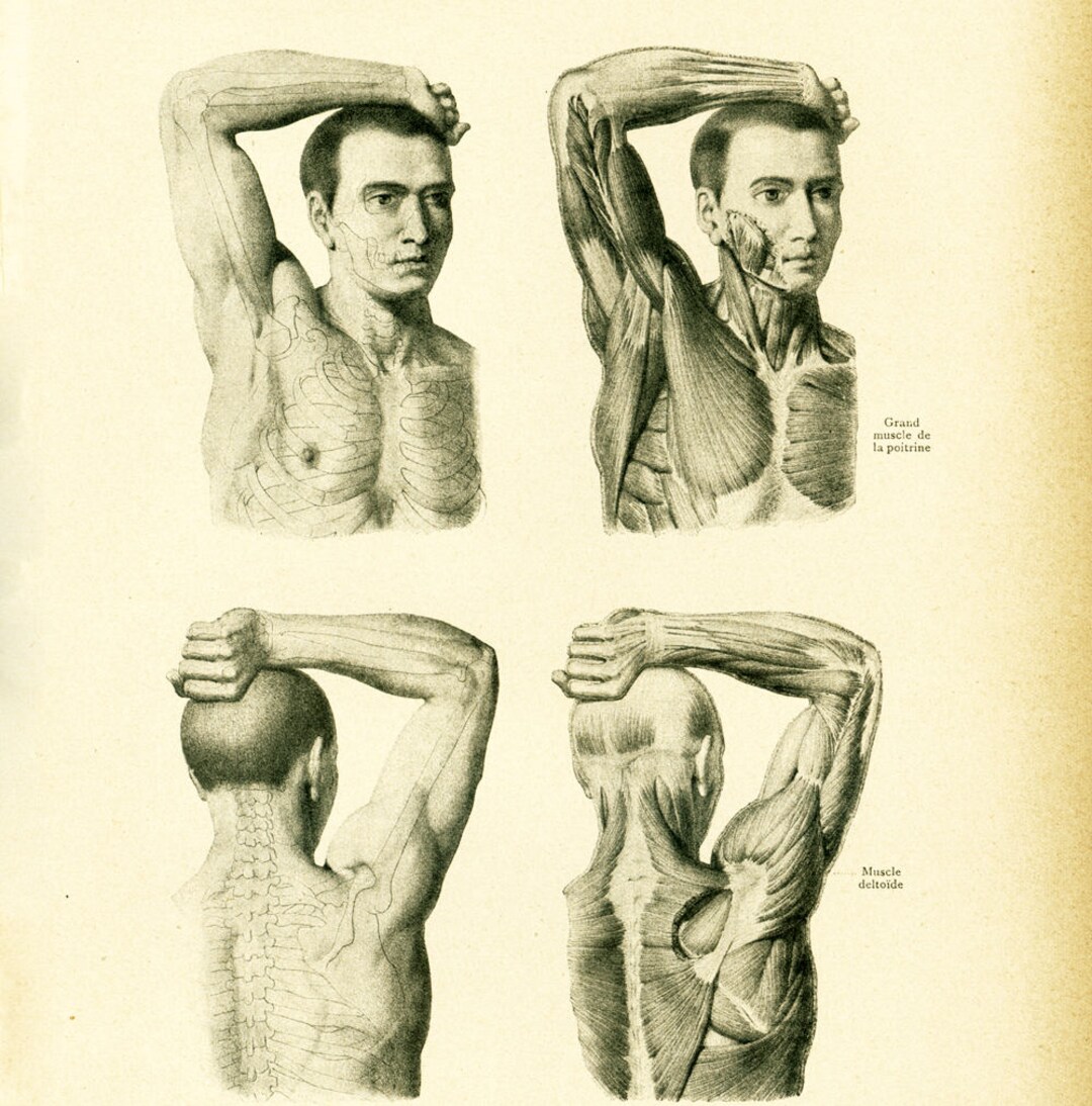 1908 Antique Muscles Hand Arm Shoulders Print, Skeleton Tatoo Human ...