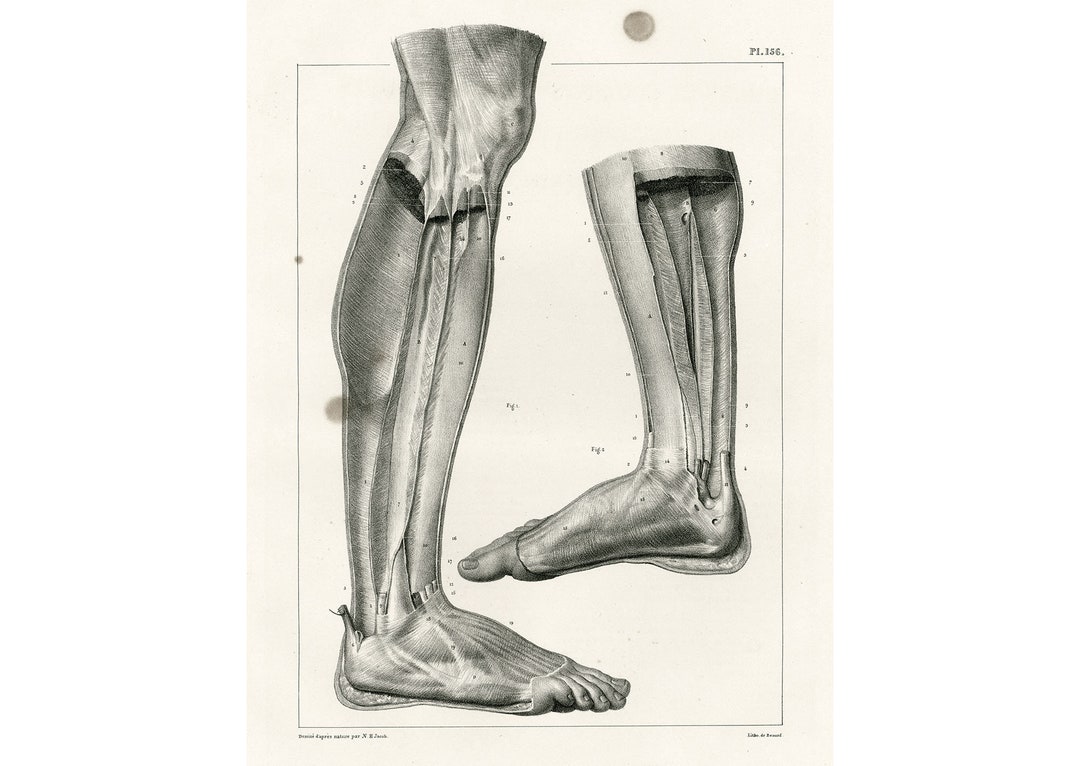 1831 Anatomy Orthopedic Surgery Human Leg Foot Print Human Body Poster ...