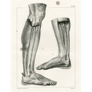1831 Anatomy Orthopedic Surgery Human Leg Foot Print Human Body Poster ...