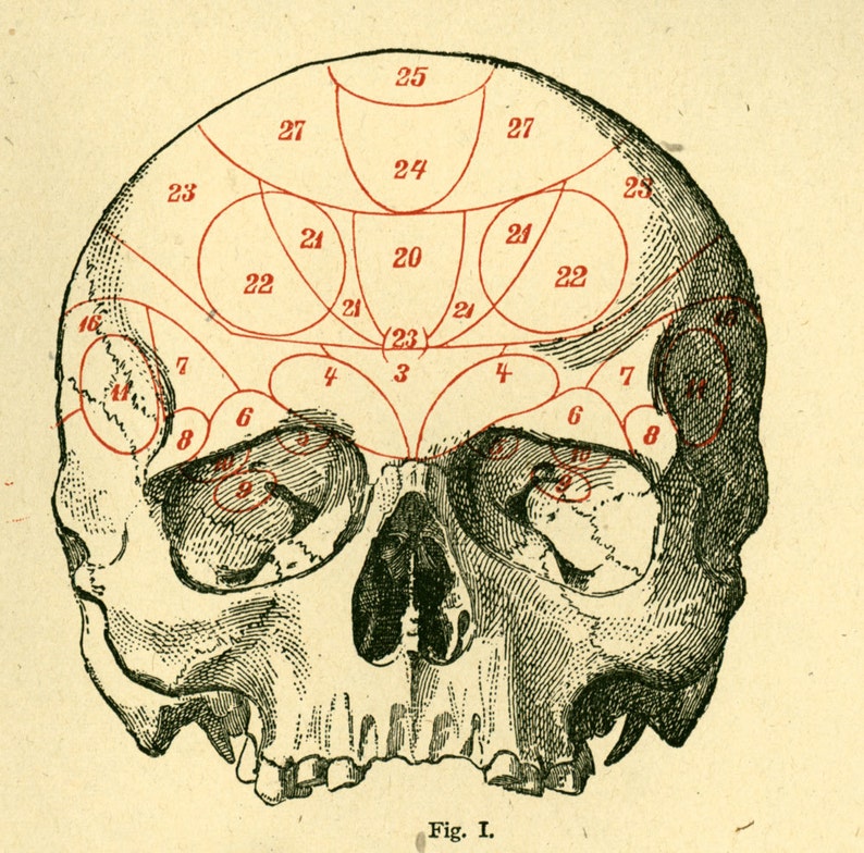 1908 Crâne, Zone de la boite cranienne, Gall, Phrenologie, Homme ...
