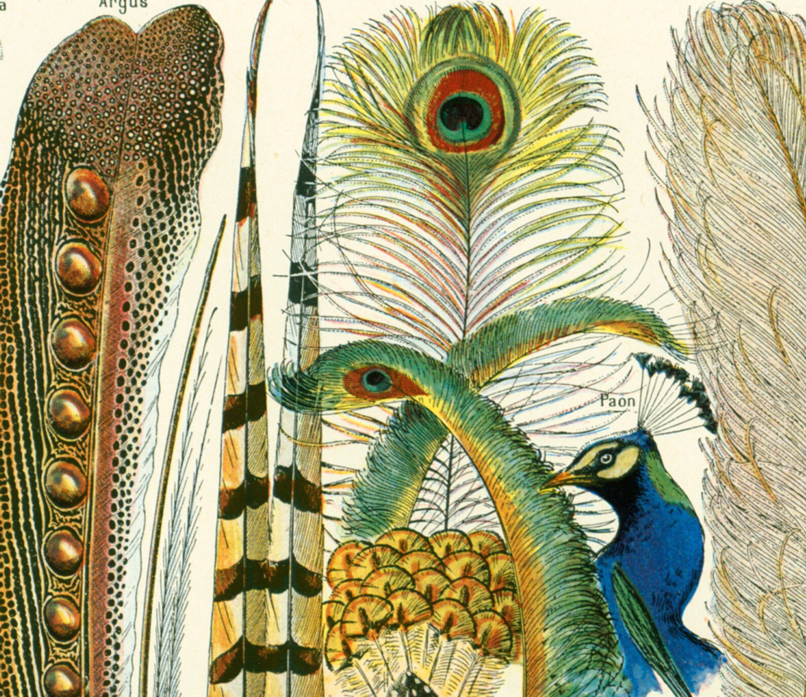 1930 Antique Feather Print. Original Colored Illustration - Etsy