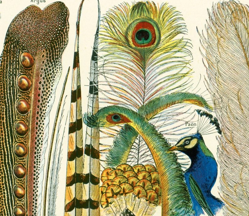 1930 Antique Feather Print. Original Colored Illustration - Etsy