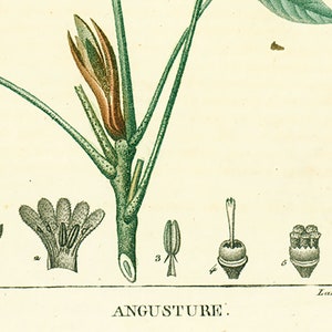 1831 Antique Angostura Trifoliata Print Plant Natural History Botanical ...