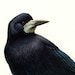 1961 Raven. Rook. Vintage Bird Print. Ornithology. Nature Wall Art. - Etsy