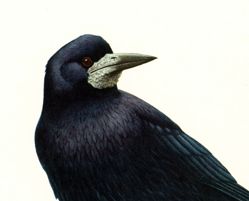 1961 Raven. Rook. Vintage Bird Print. Ornithology. Nature Wall | Etsy
