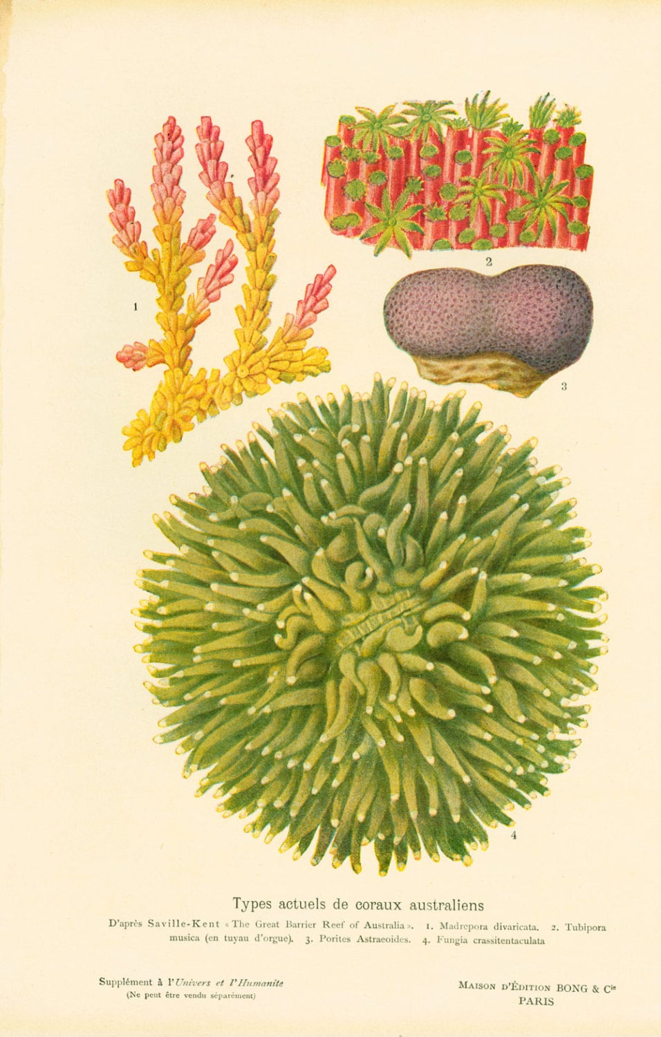 Types Of Coral Drawing